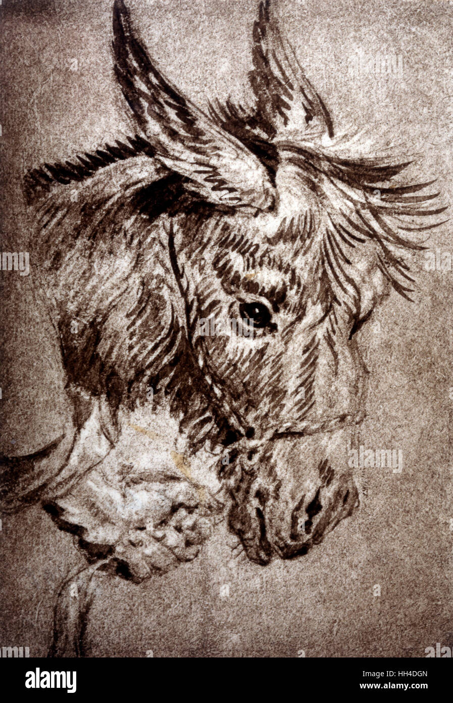 Donkey In The Cevennes High Resolution Stock Photography and Images - Alamy