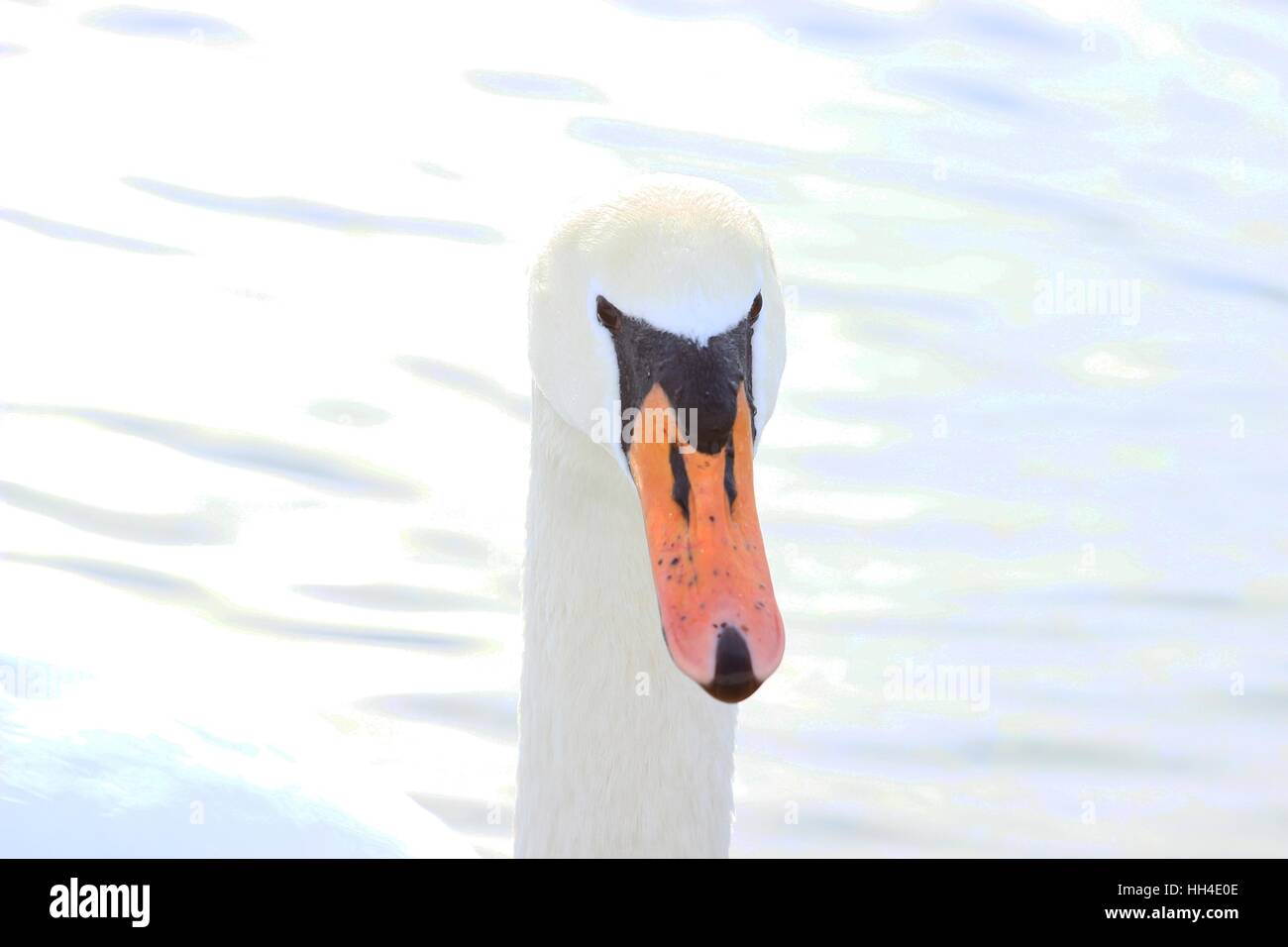 Swan face close up hi-res stock photography and images - Alamy