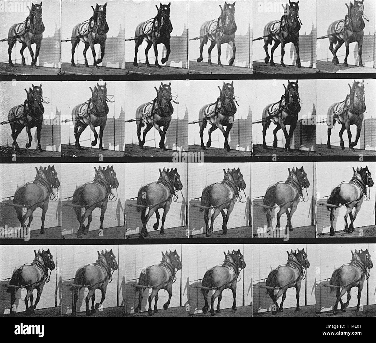 MUYBRIDGE - CART HORSE Stock Photo - Alamy