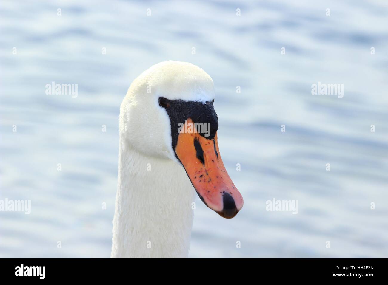 Swan face, close up Stock Photo - Alamy