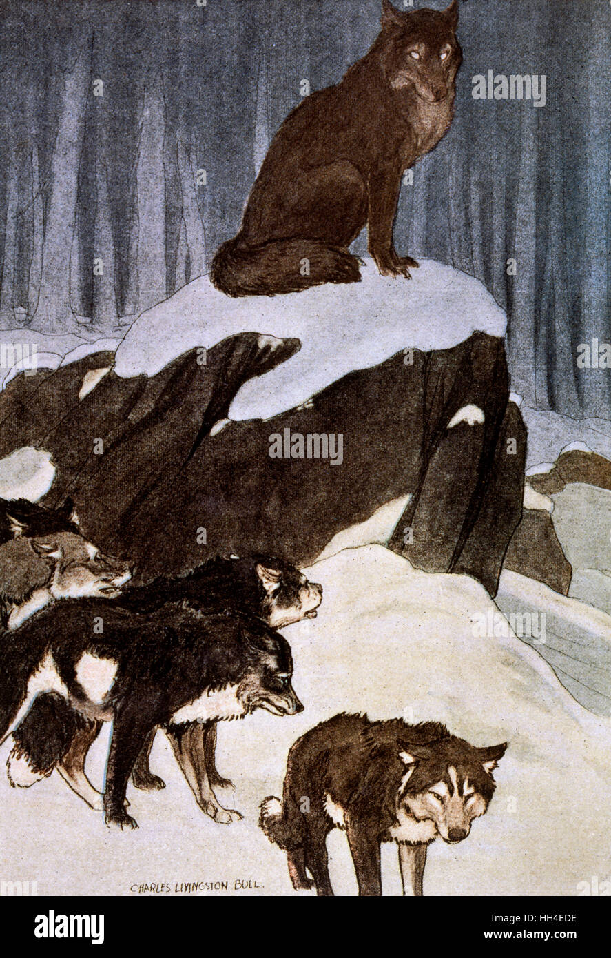 Jack london white fang hi-res stock photography and images - Alamy