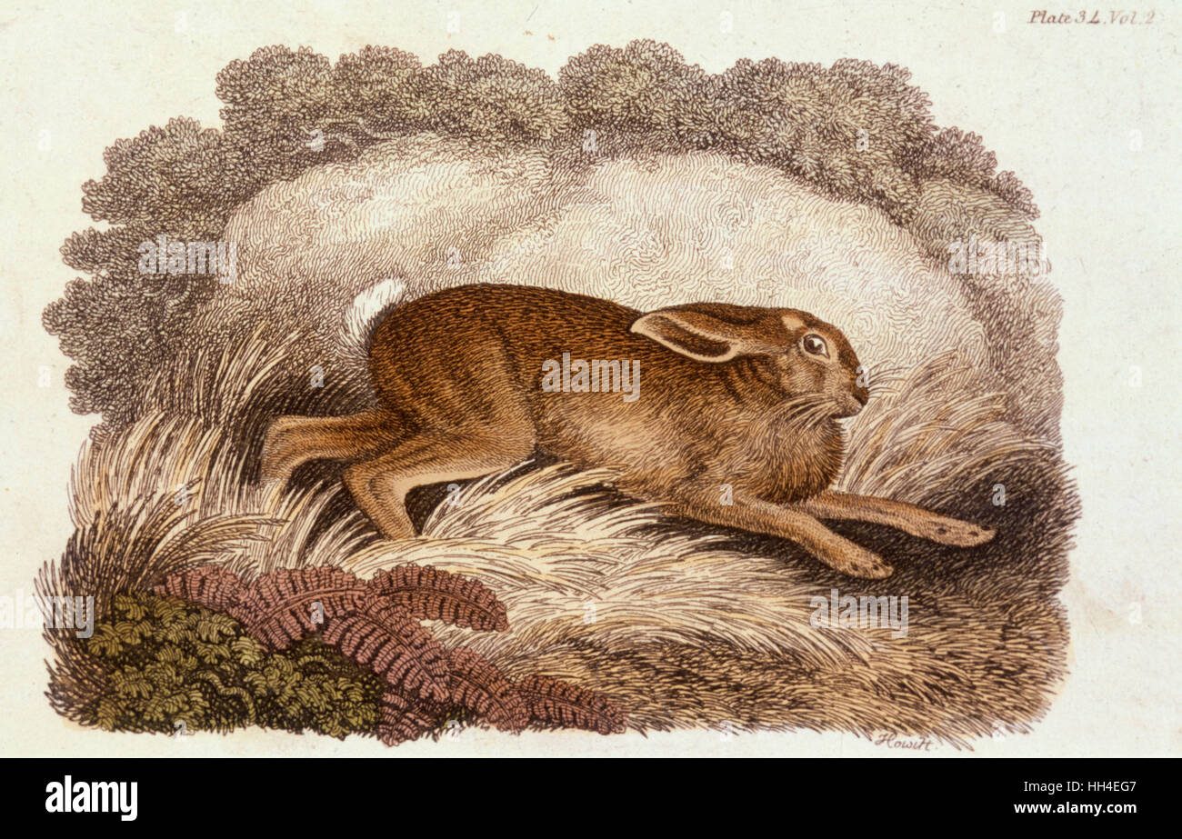 HARE / HOWITT C1805 Stock Photo - Alamy