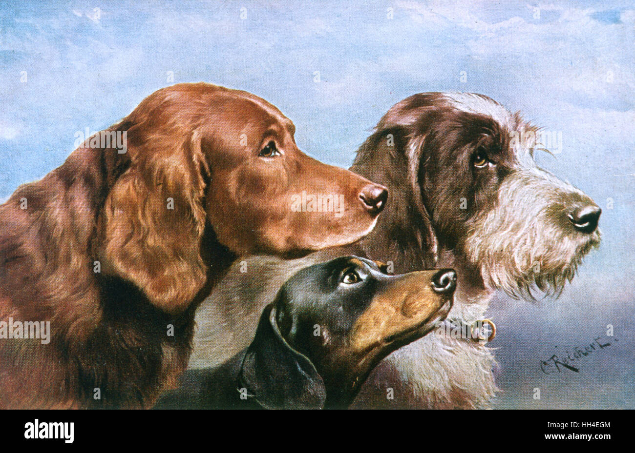 THREE DOG HEADS Stock Photo - Alamy