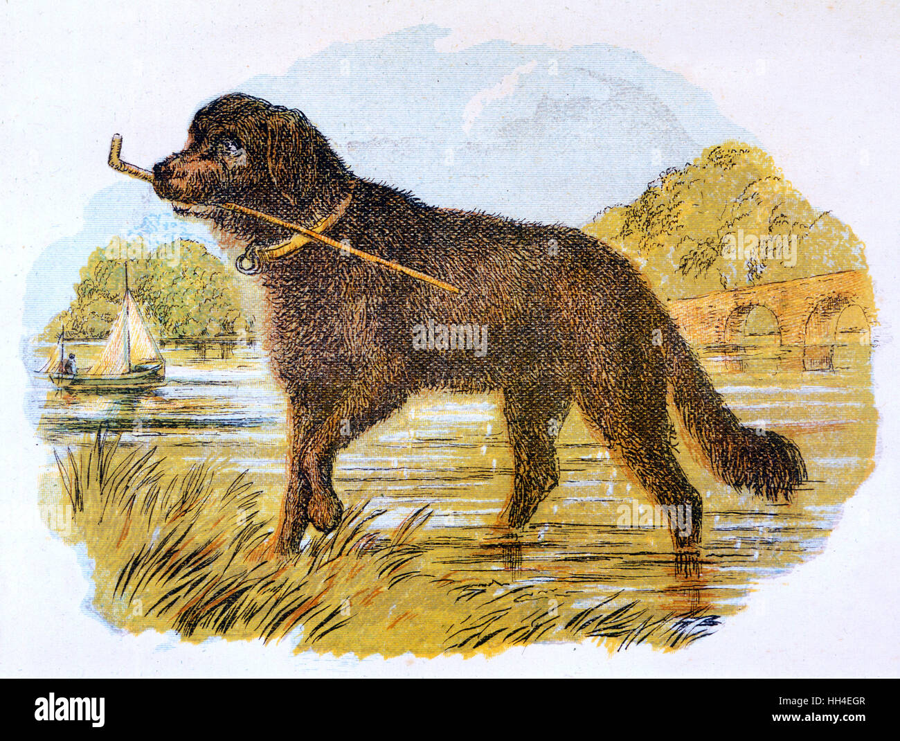 Newfoundland breed hi-res stock photography and images - Alamy