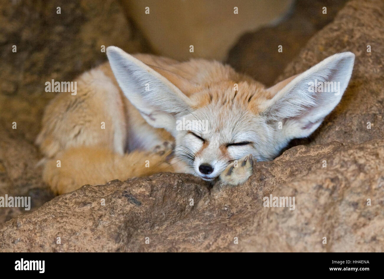 Fennec desert fox vulpes hi-res stock photography and images - Alamy