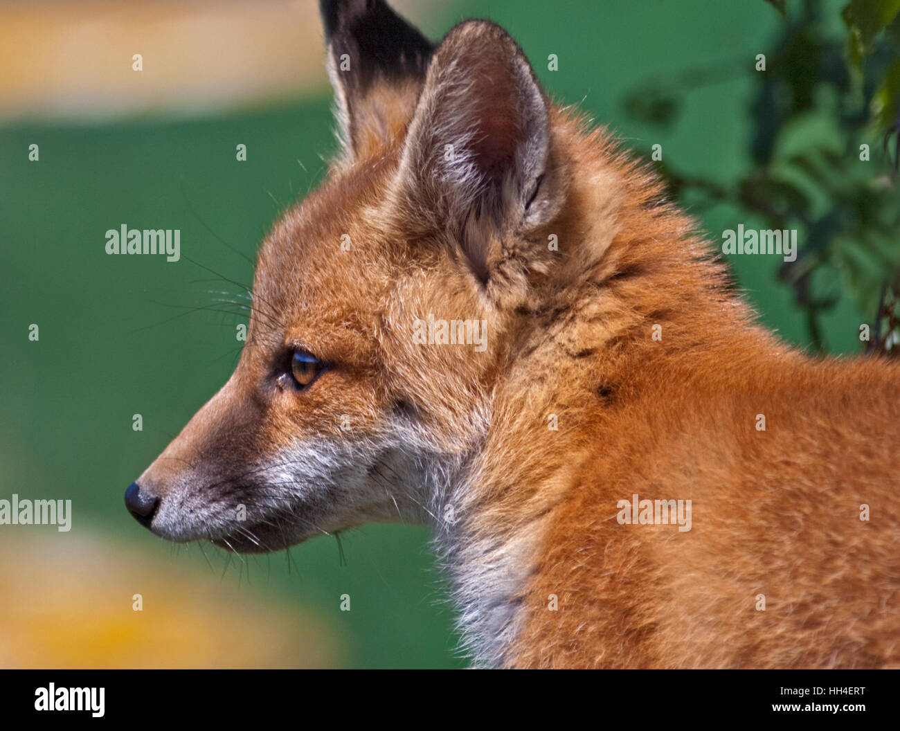Juvenile Red Fox (vulpes vulpes Stock Photo - Alamy