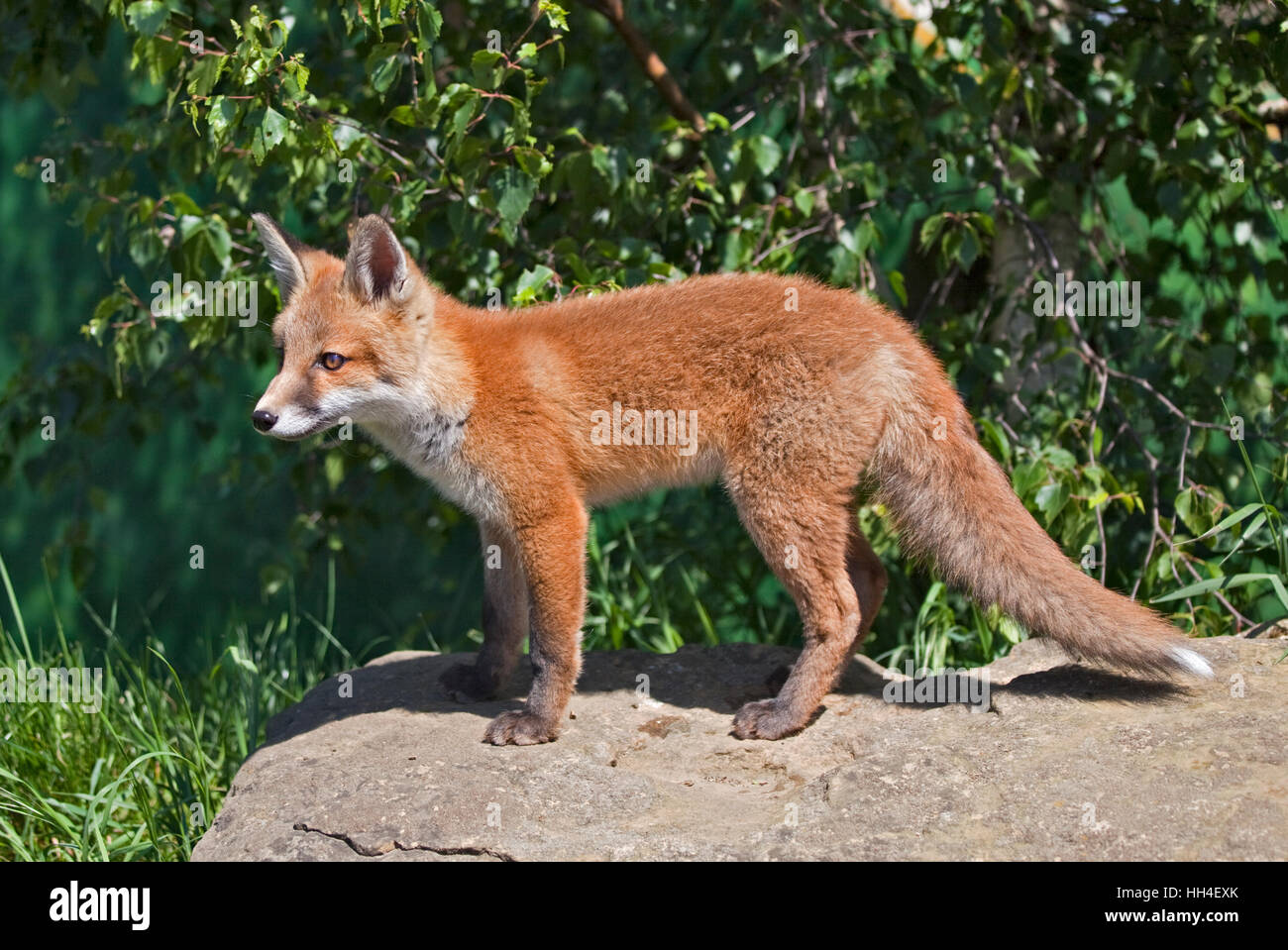 Juvenile Red Fox (vulpes vulpes Stock Photo - Alamy