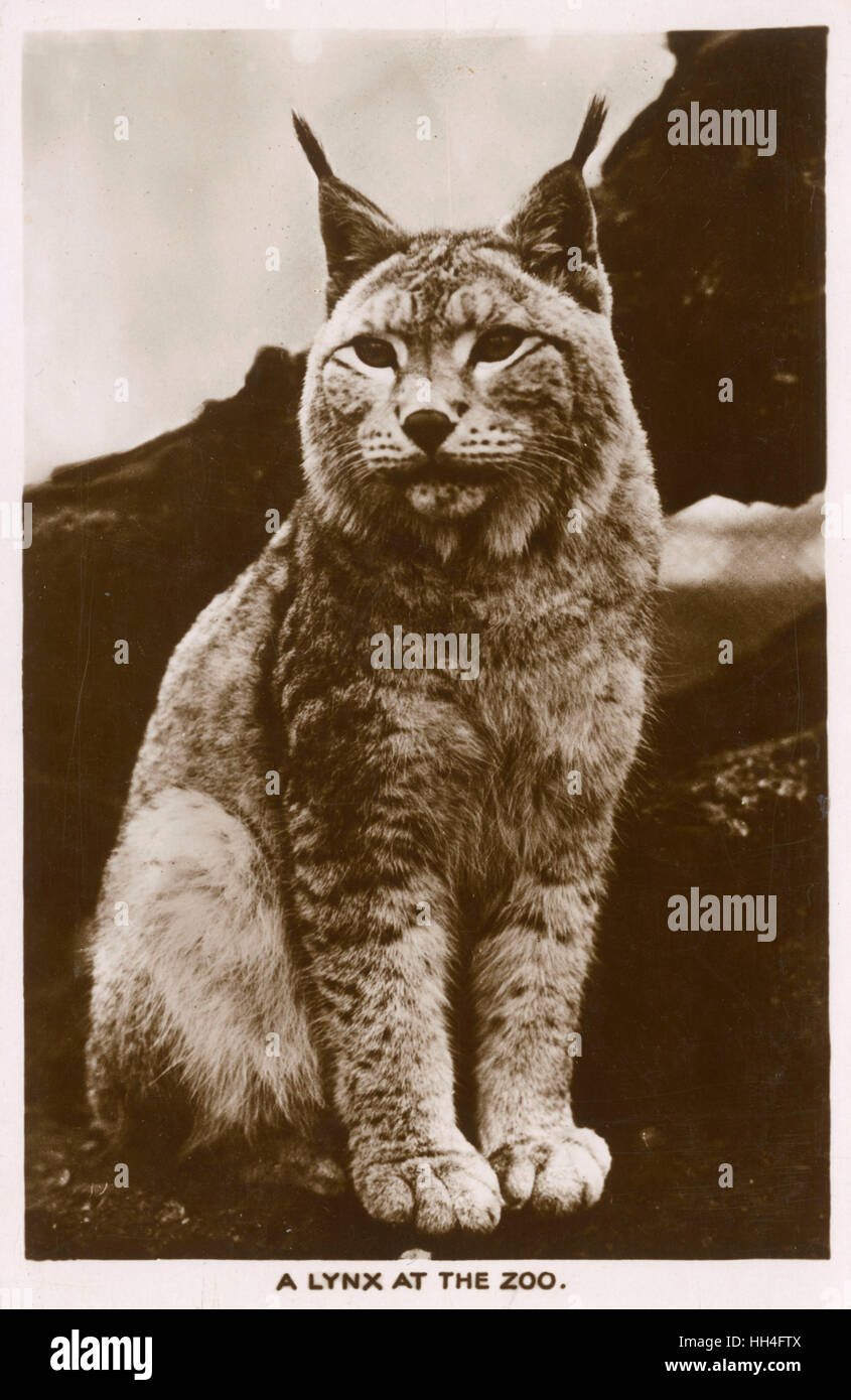 London Zoo - A Lynx Stock Photo - Alamy