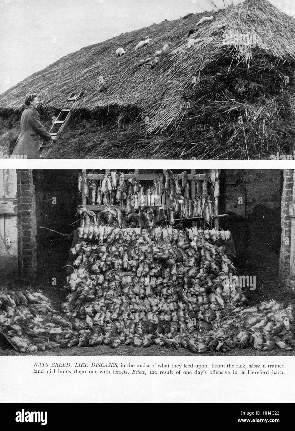 WW2 - Home Front - Land Girl hunting rats with ferrets Stock Photo - Alamy