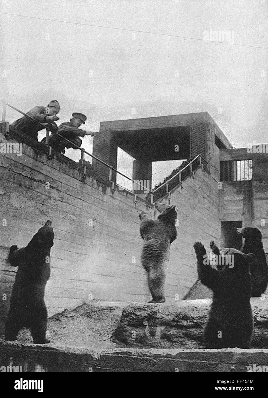 WW1 mascots: bears in a zoo Stock Photo - Alamy
