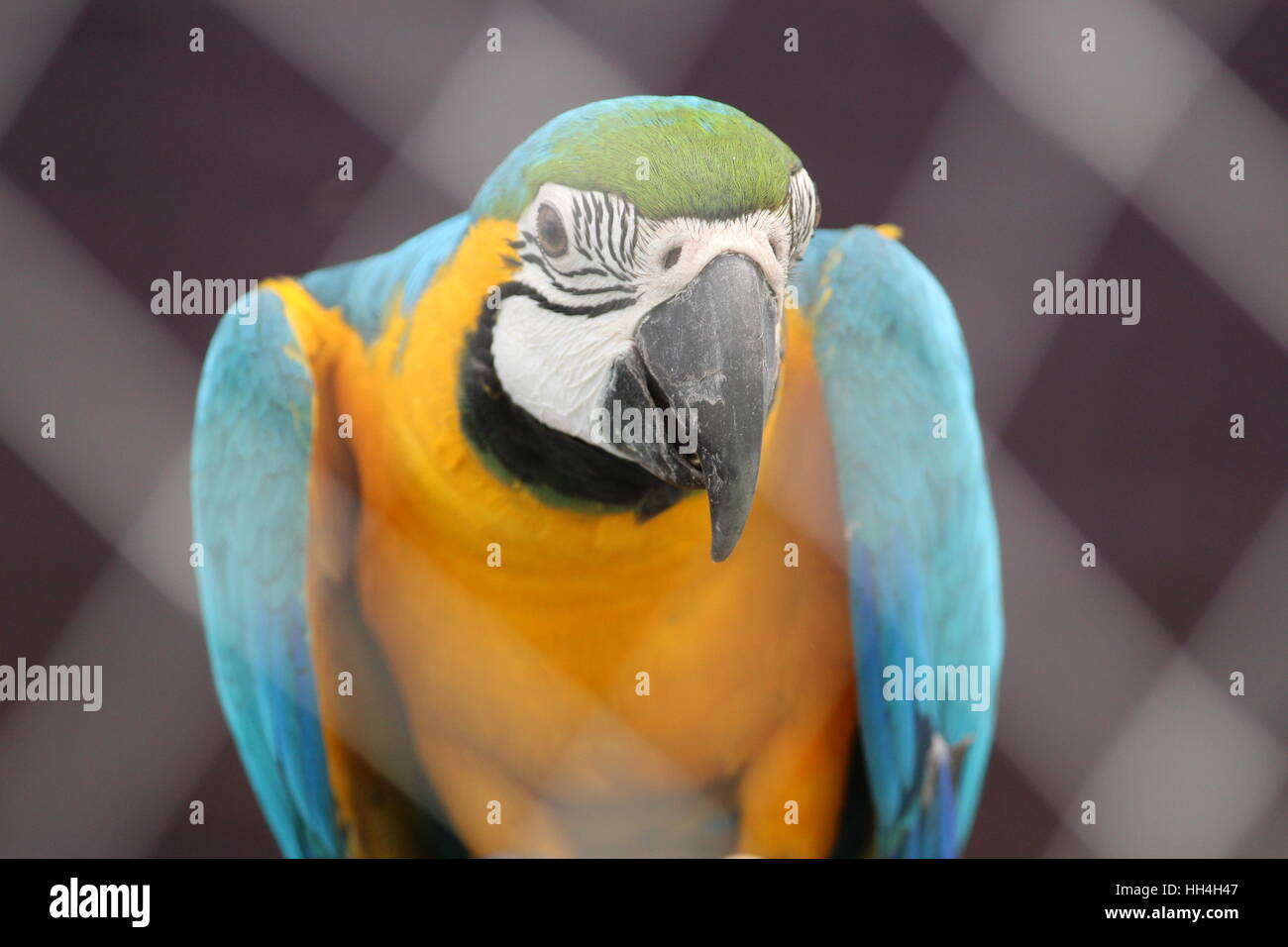 BLUE WING MACAW PARROT Stock Photo - Alamy