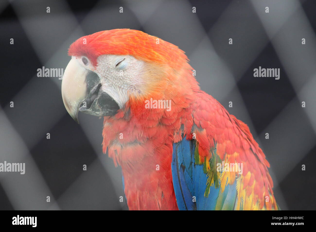 blue wing macaw parrot Stock Photo - Alamy