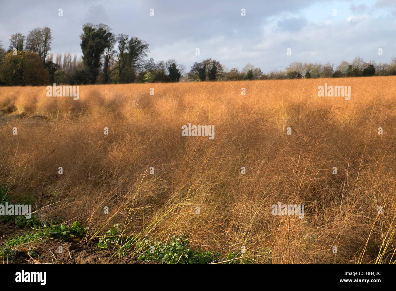 asparagus crop gone to seed Stock Photo - Alamy