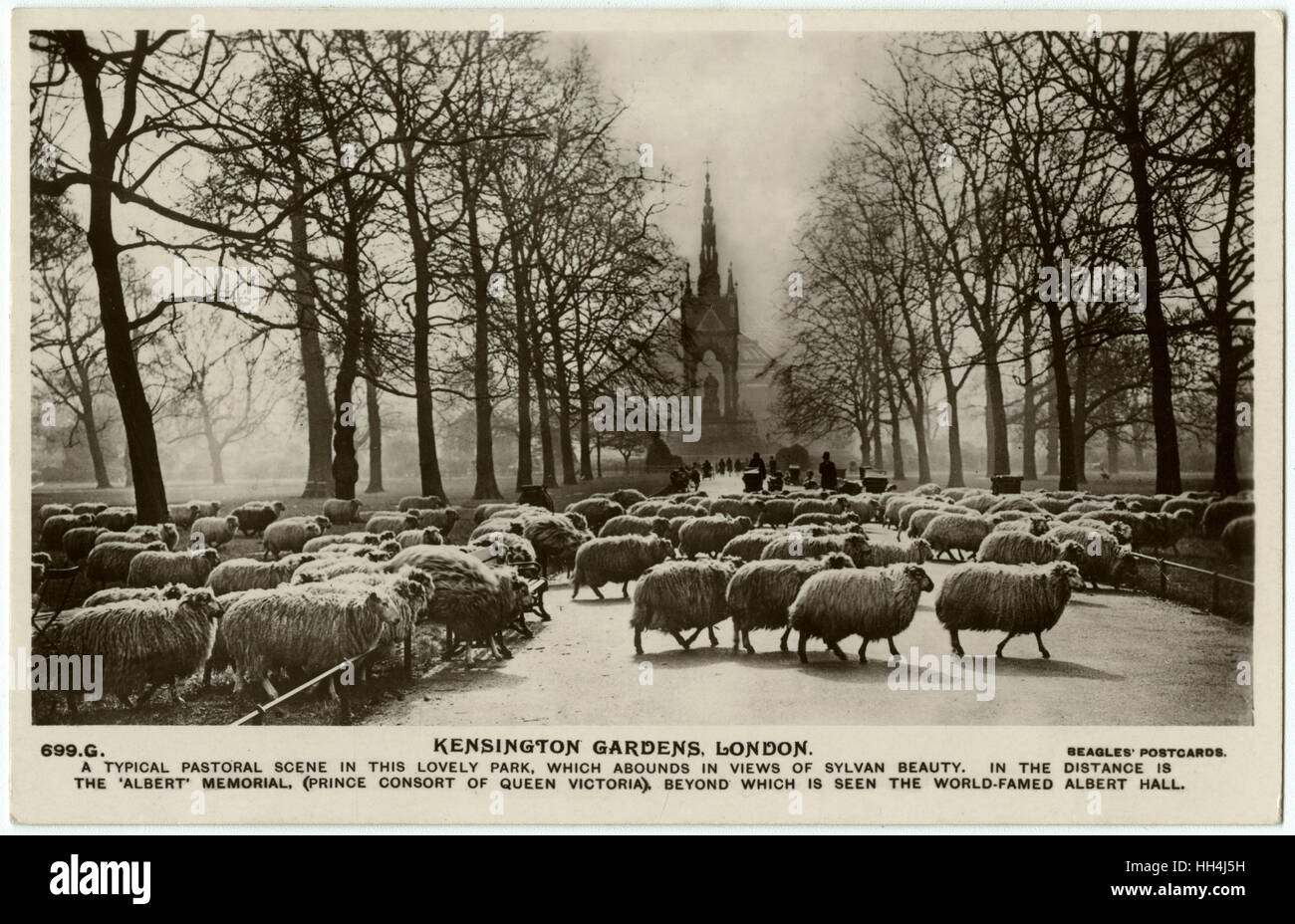 Sheep grazing country hi-res stock photography and images - Alamy