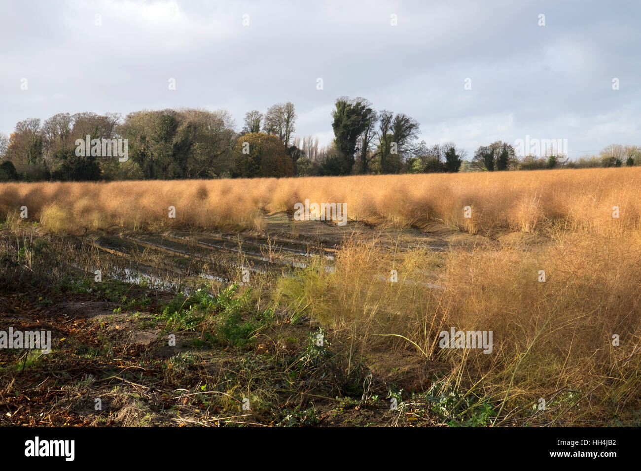 Vegetables gone to seed hi-res stock photography and images - Alamy