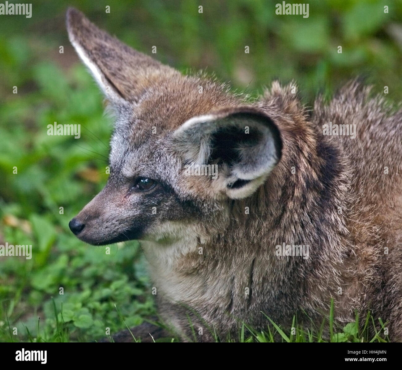 Bat-Eared Fox (otocyon megalotis Stock Photo - Alamy