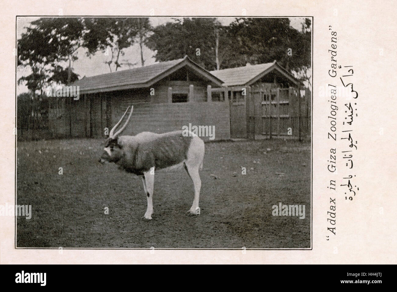 Addax (white antelope) in the Giza Zoo, Egypt Stock Photo - Alamy