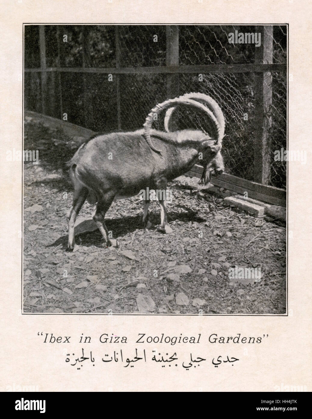 Nubian ibex in the Giza Zoo, Egypt Stock Photo - Alamy