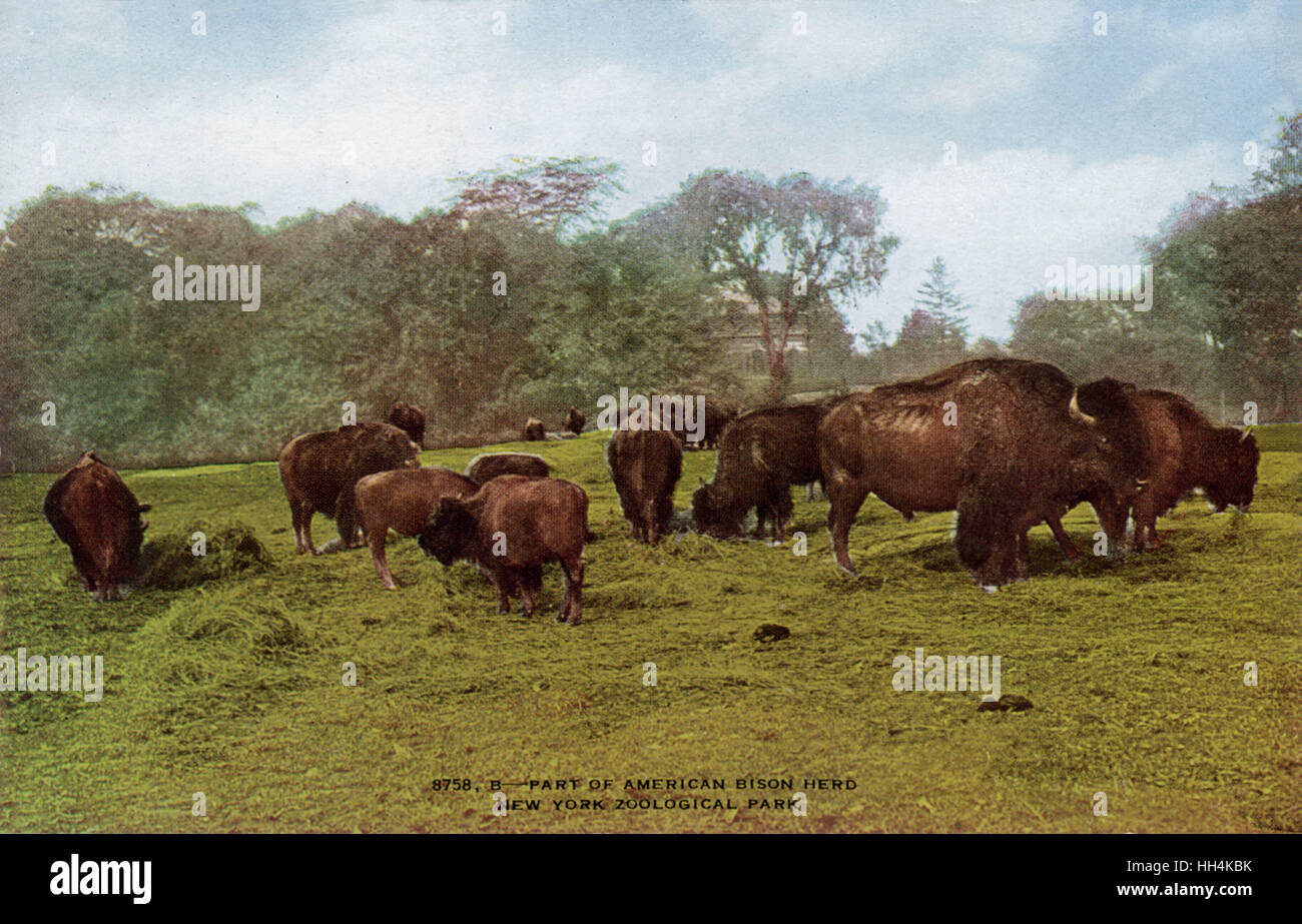 Buffalos in zoo park hi-res stock photography and images - Alamy