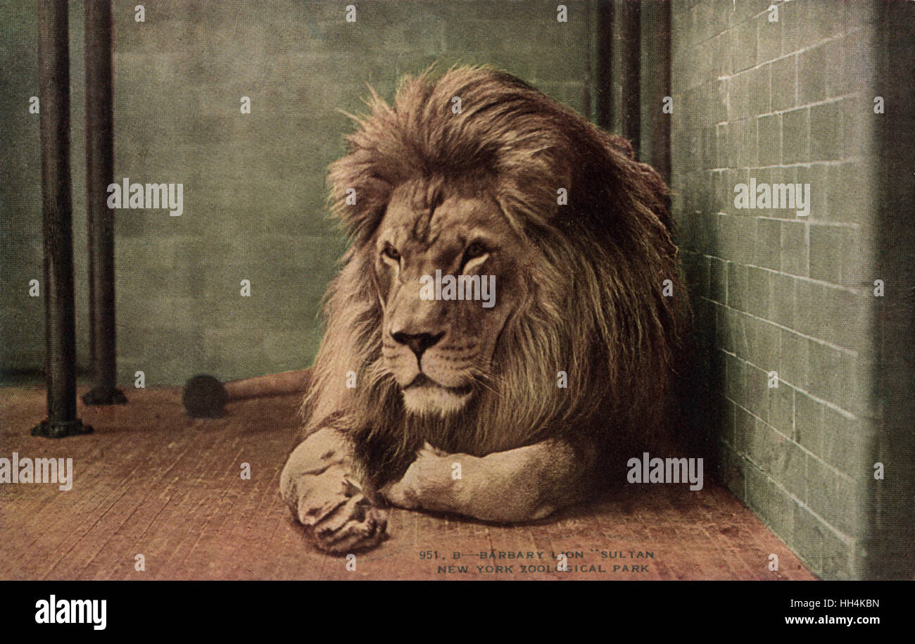 Sultan Barbary Lion