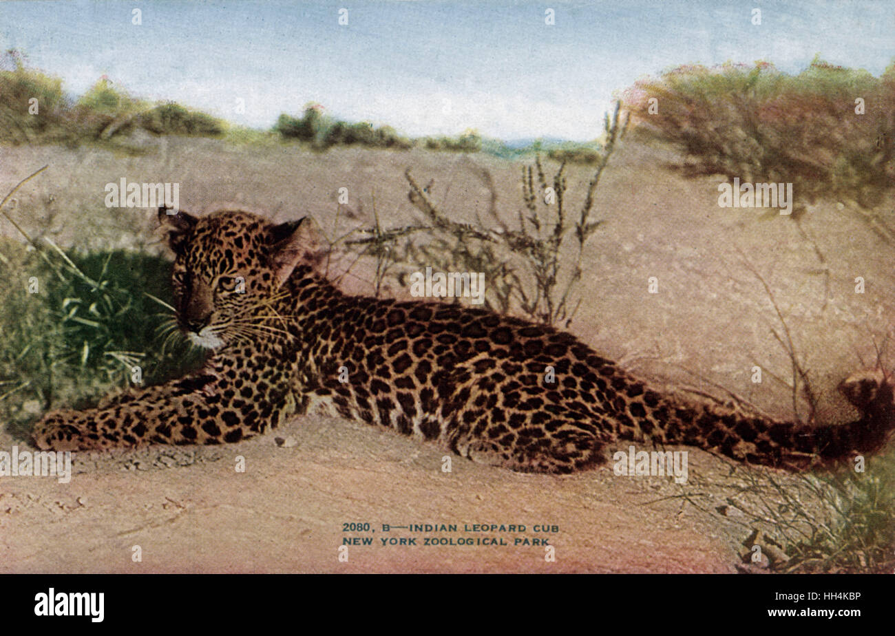 1920s leopard in zoo hi-res stock photography and images - Alamy