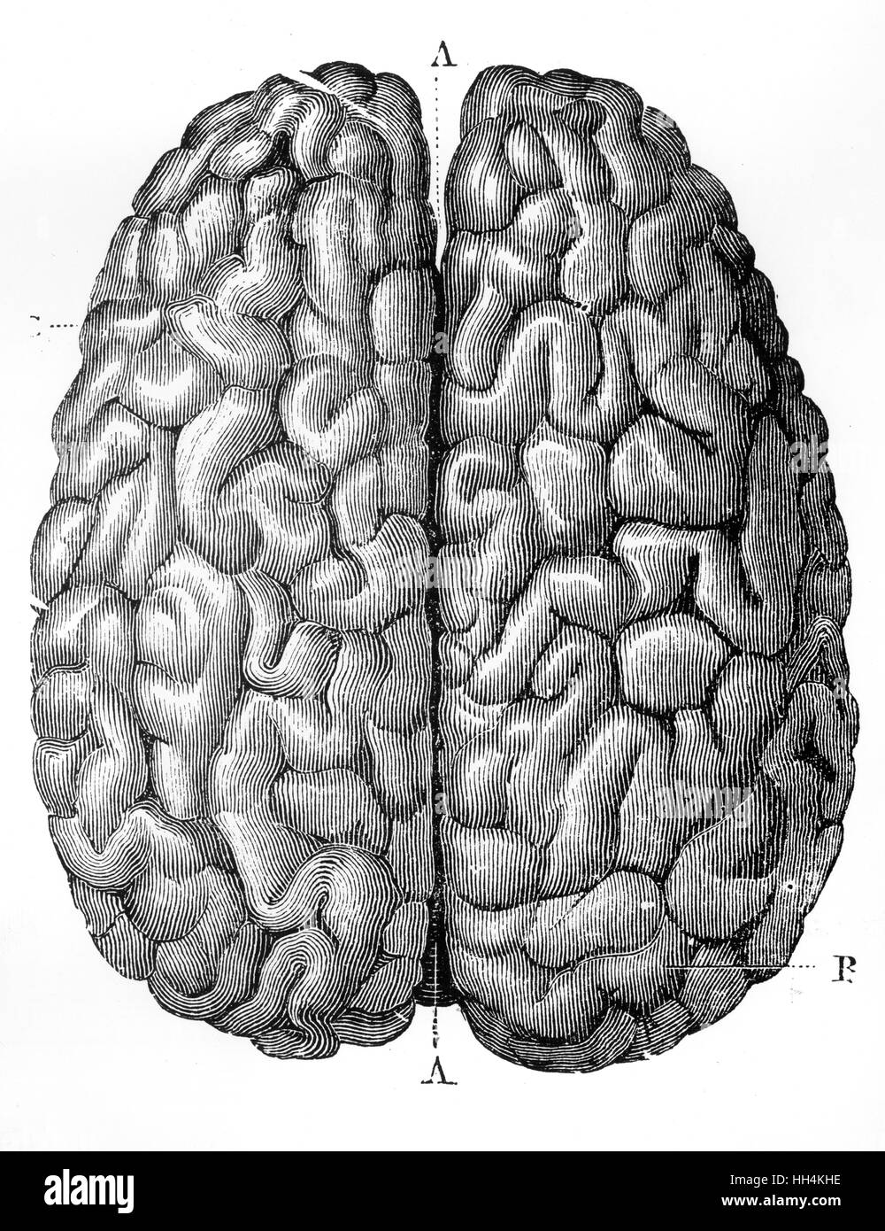 Human brain anatomy human Black and White Stock Photos & Images - Alamy