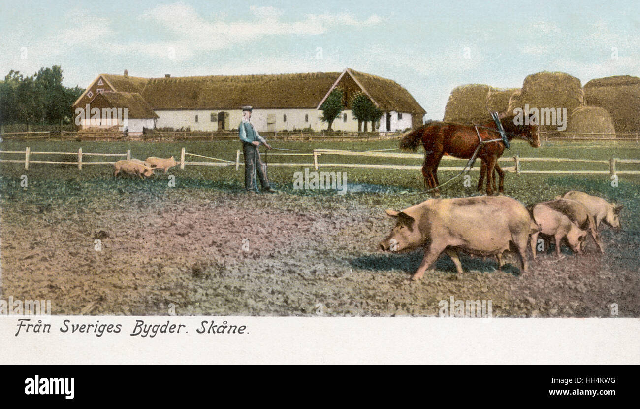 View of a pig farm in Skane County, Sweden Stock Photo - Alamy