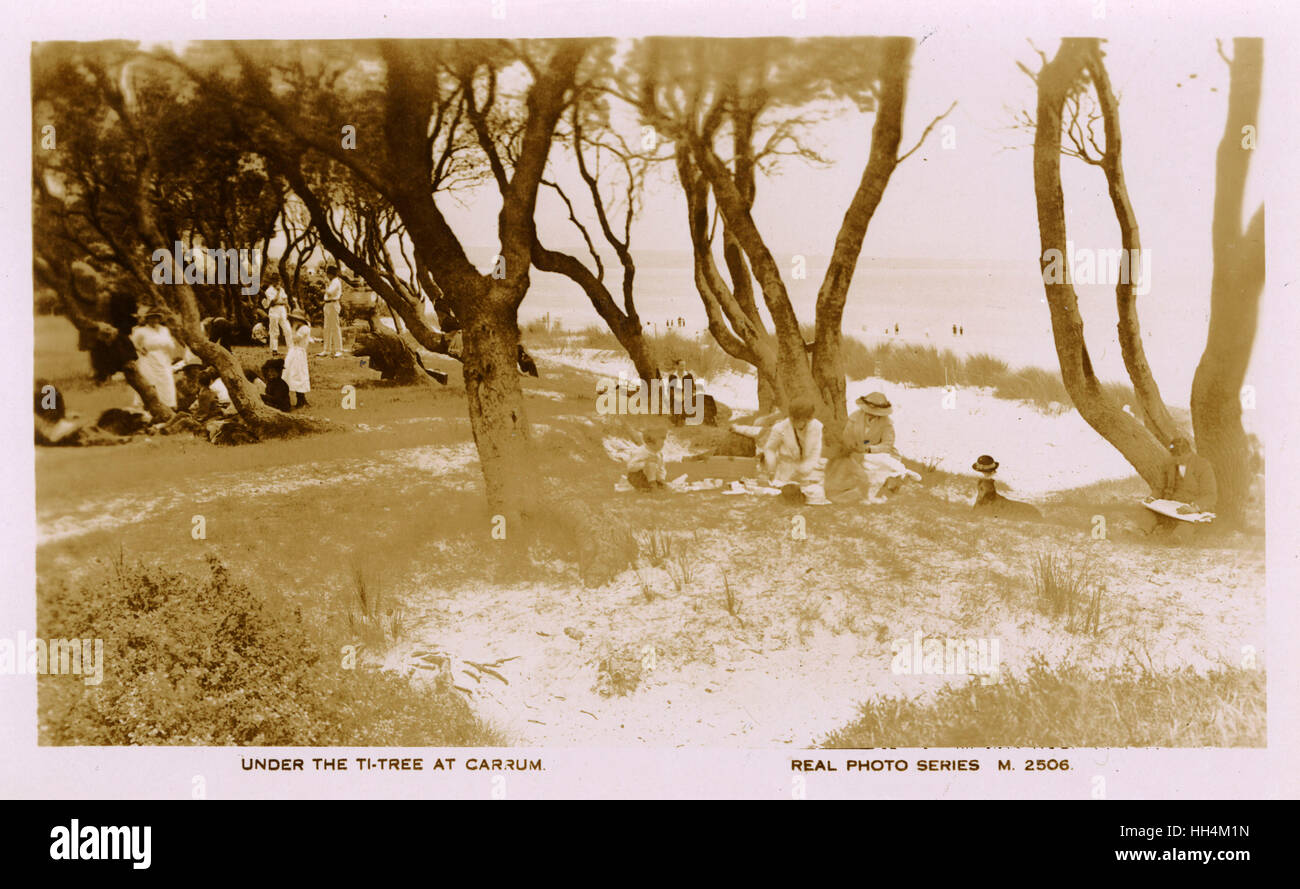 Carrum carrum hi-res stock photography and images - Alamy