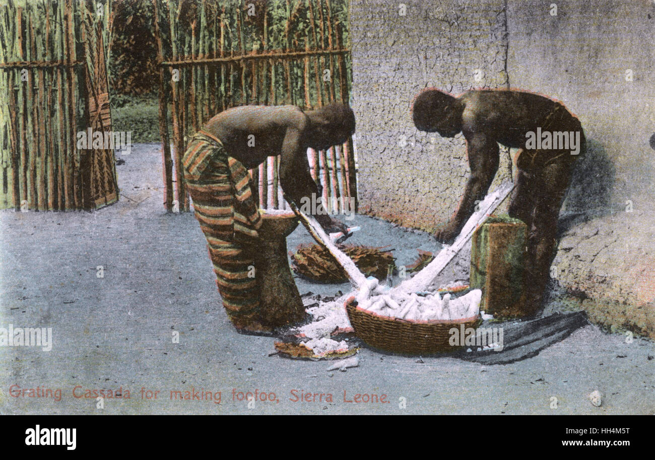 Grating cassava roots, Sierra Leone, West Africa Stock Photo - Alamy