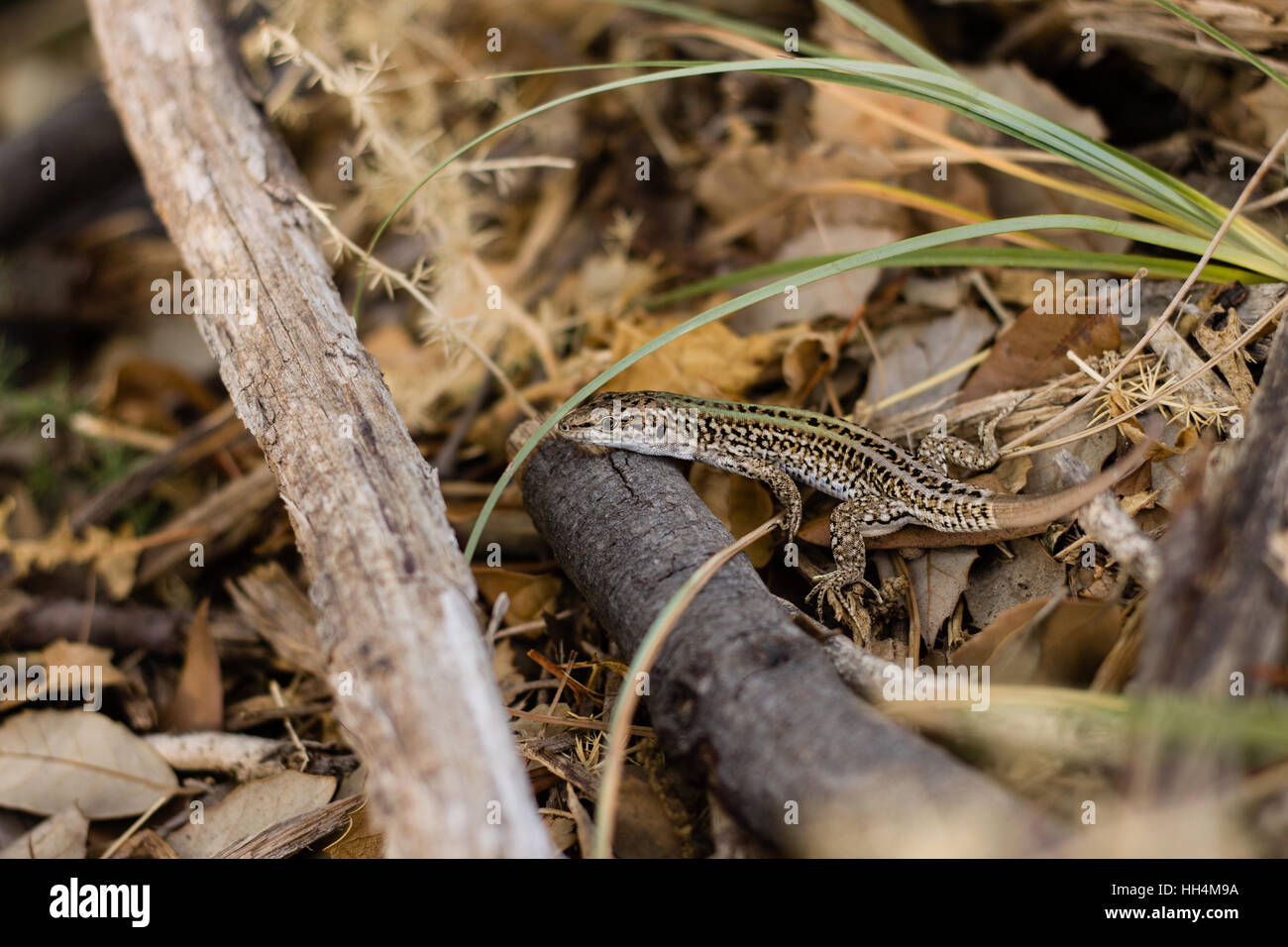 Small beautiful lizard in natural habitat with blurred background Stock ...