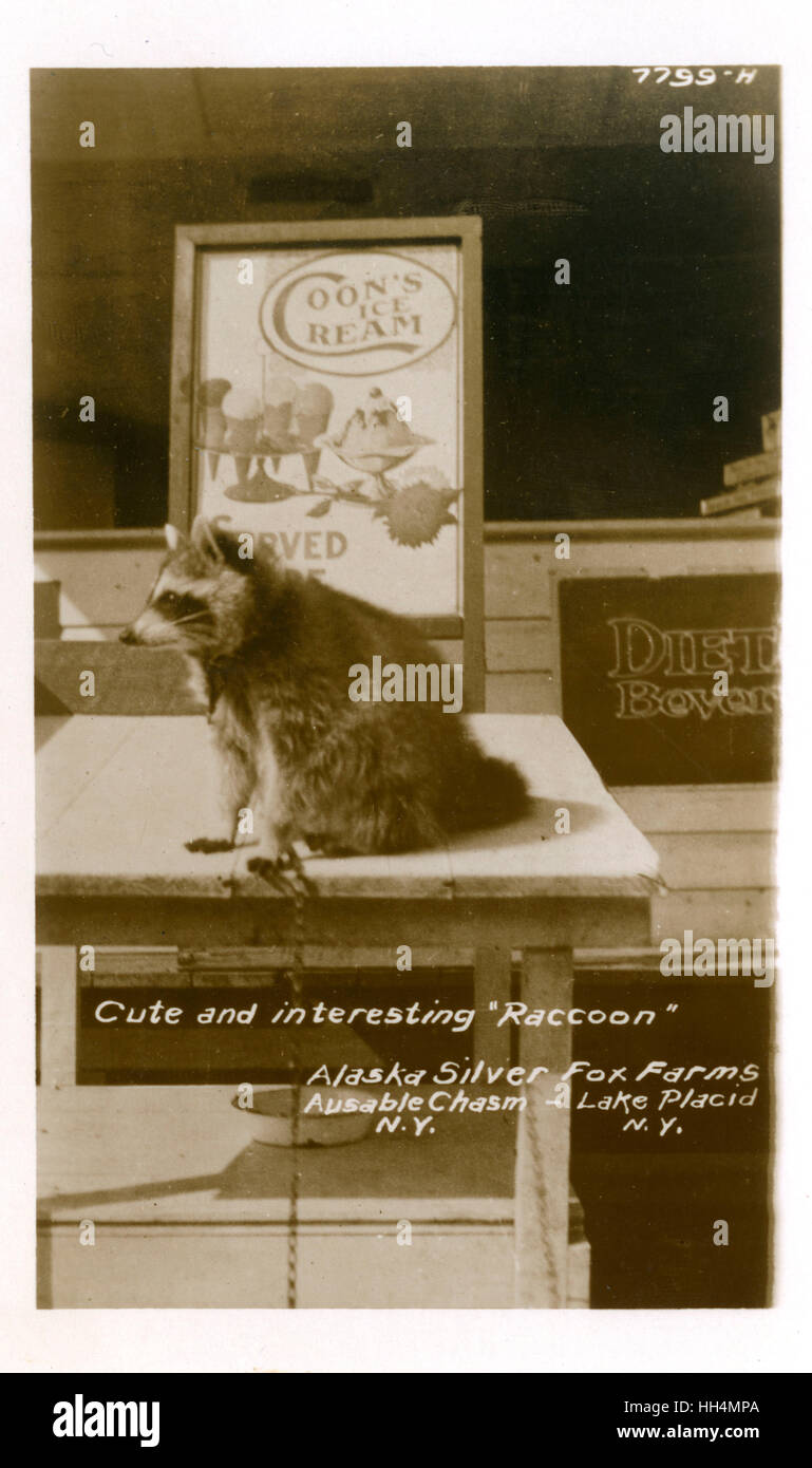Advertisement, Coon's Ice Cream, Lake Placid, NY, USA Stock Photo - Alamy