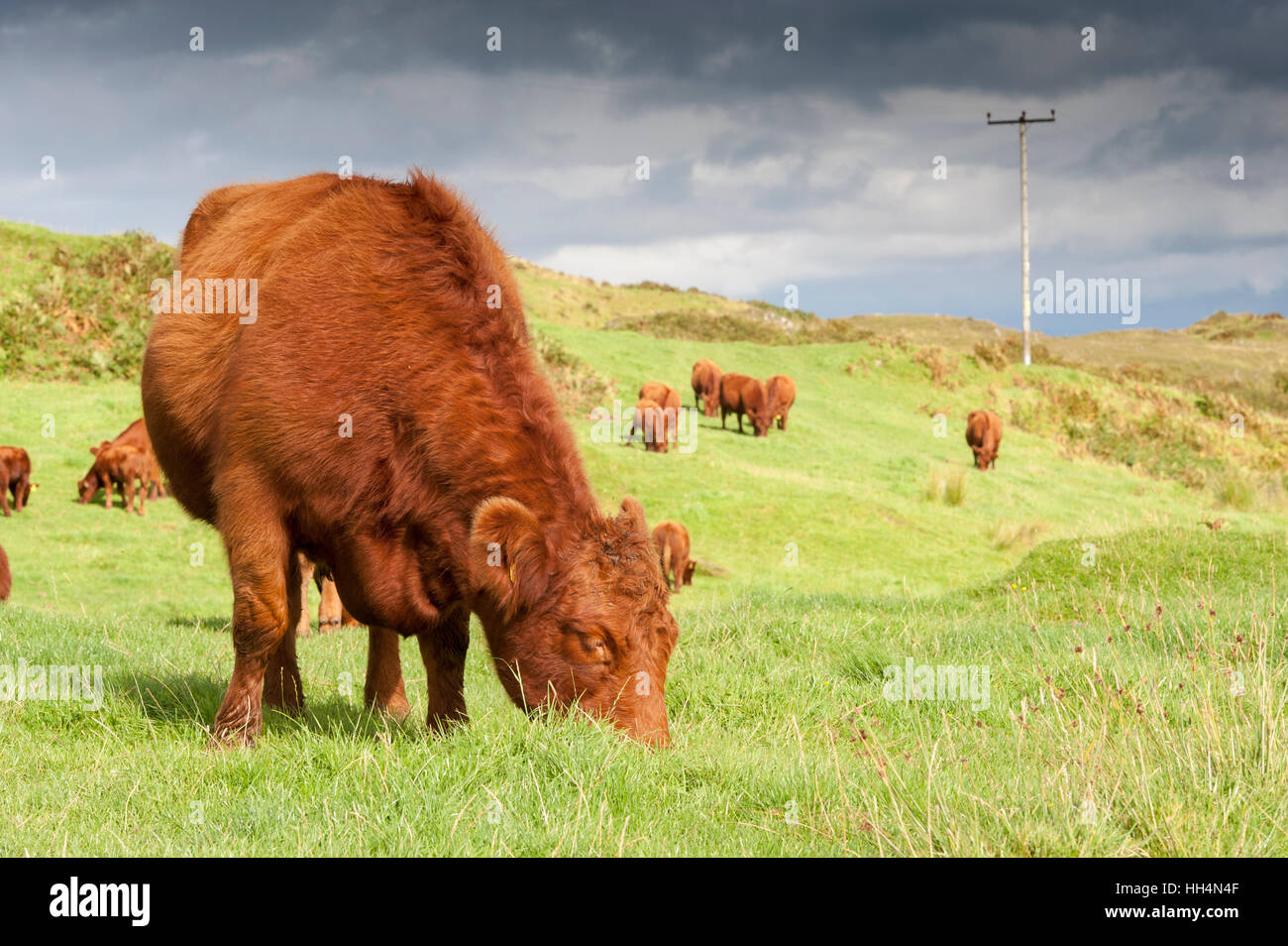 Scottish native Luing cattle grazing on moorland on the Isle of Luing ...