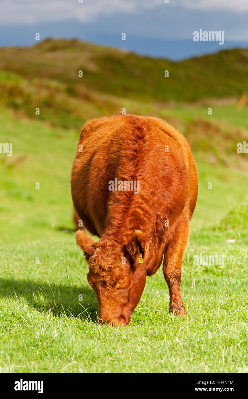 Scottish native Luing cattle grazing on moorland on the Isle of Luing ...