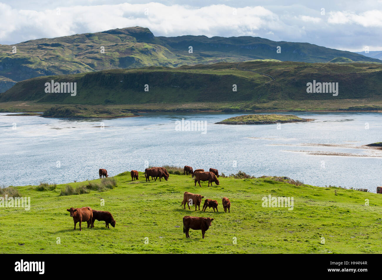 Scottish native Luing cattle grazing on moorland on the Isle of Luing ...