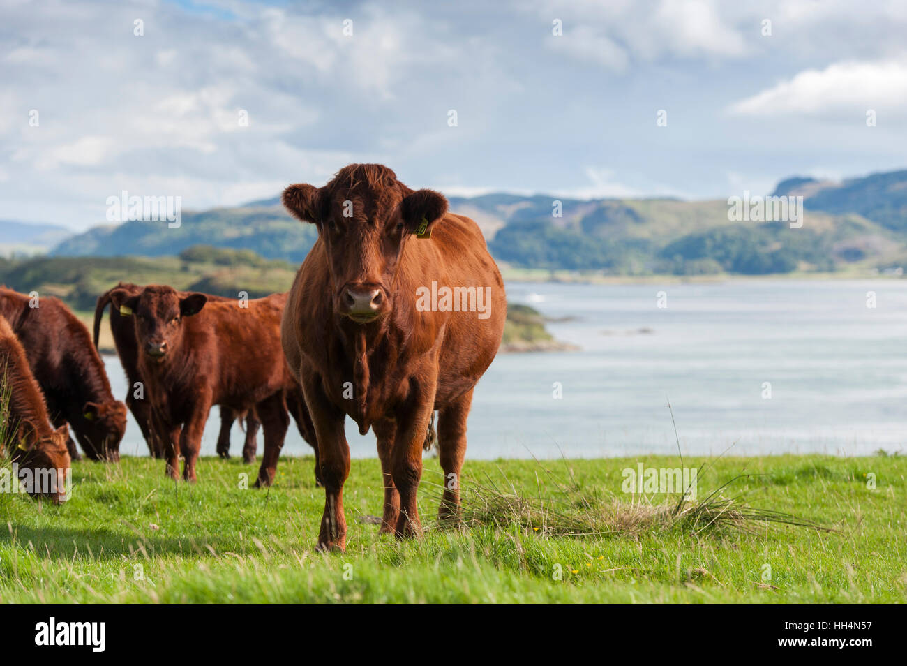 Scottish native Luing cattle grazing on moorland on the Isle of Luing ...