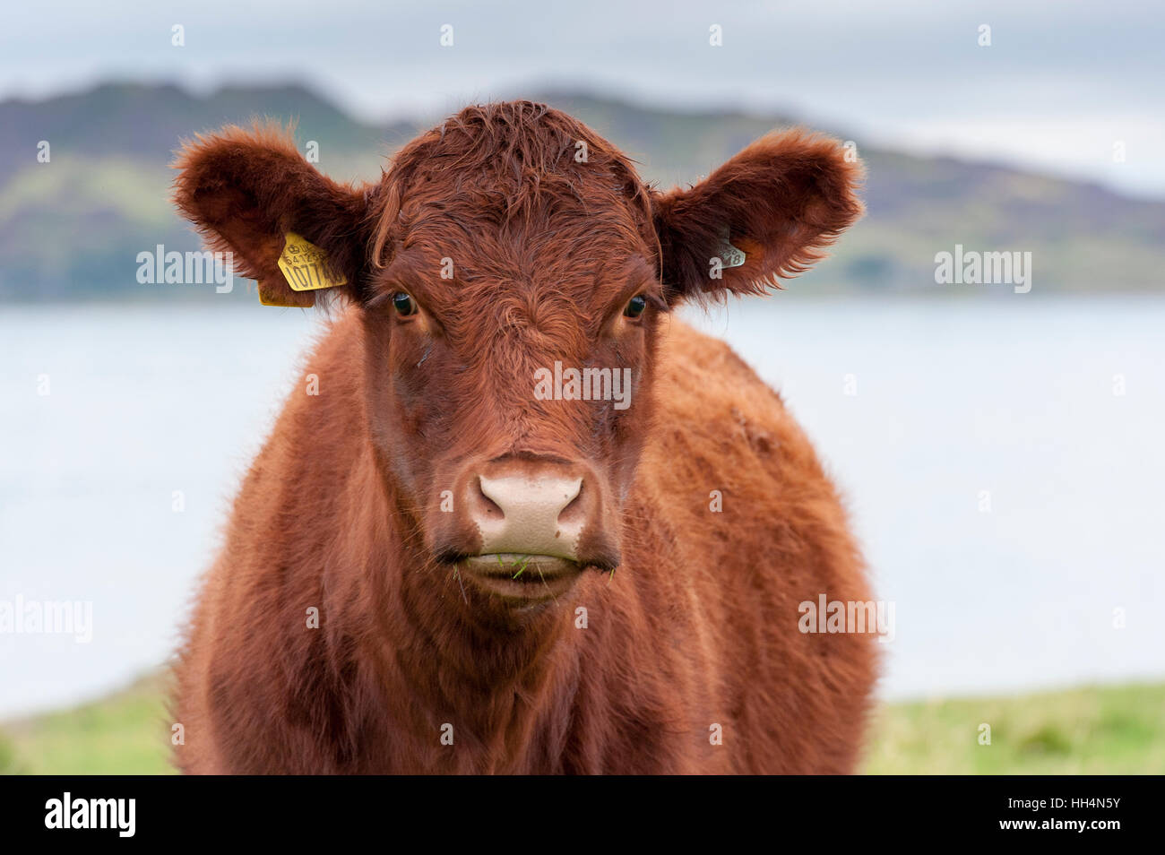 Luing cattle, a British native beef breed, on their home island of ...