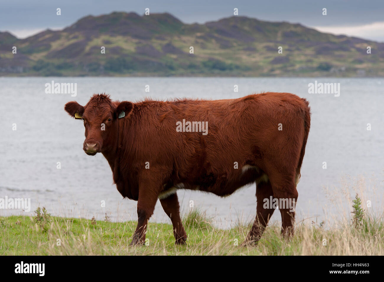 Native herd of cows uk hi-res stock photography and images - Alamy