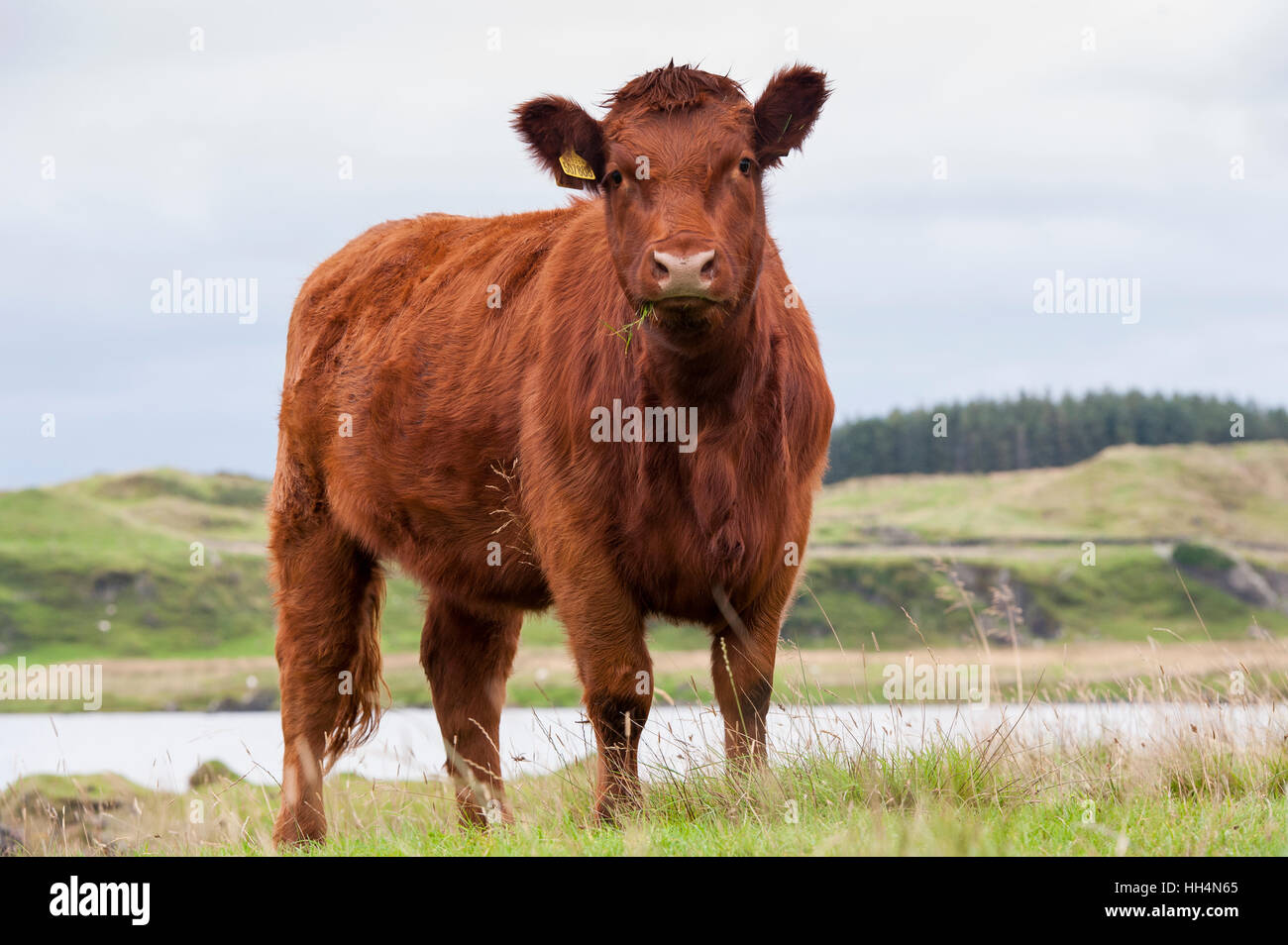 Luing cattle, a British native beef breed, on their home island of ...