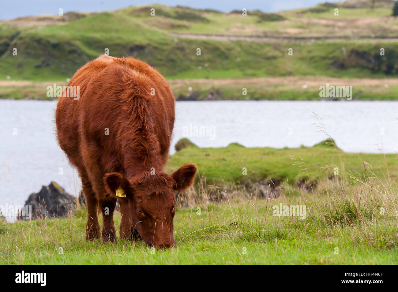 Luing cattle, a British native beef breed, on their home island of ...