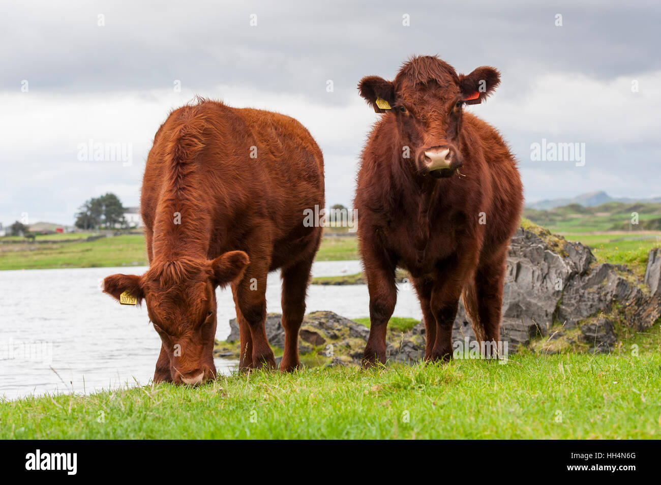 Luing cattle, a British native beef breed, on their home island of ...