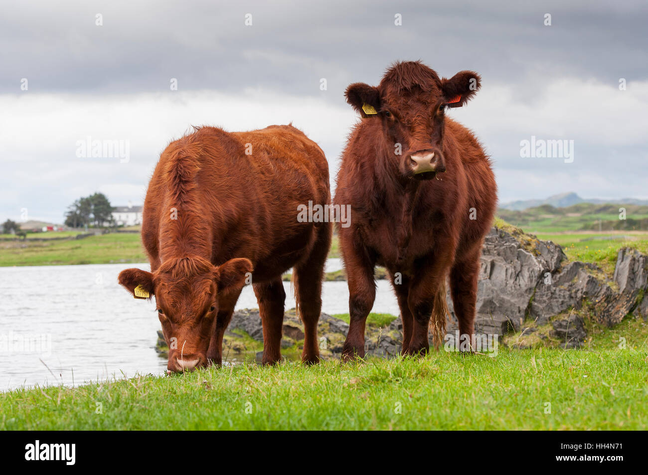 Scottish beef hi-res stock photography and images - Alamy