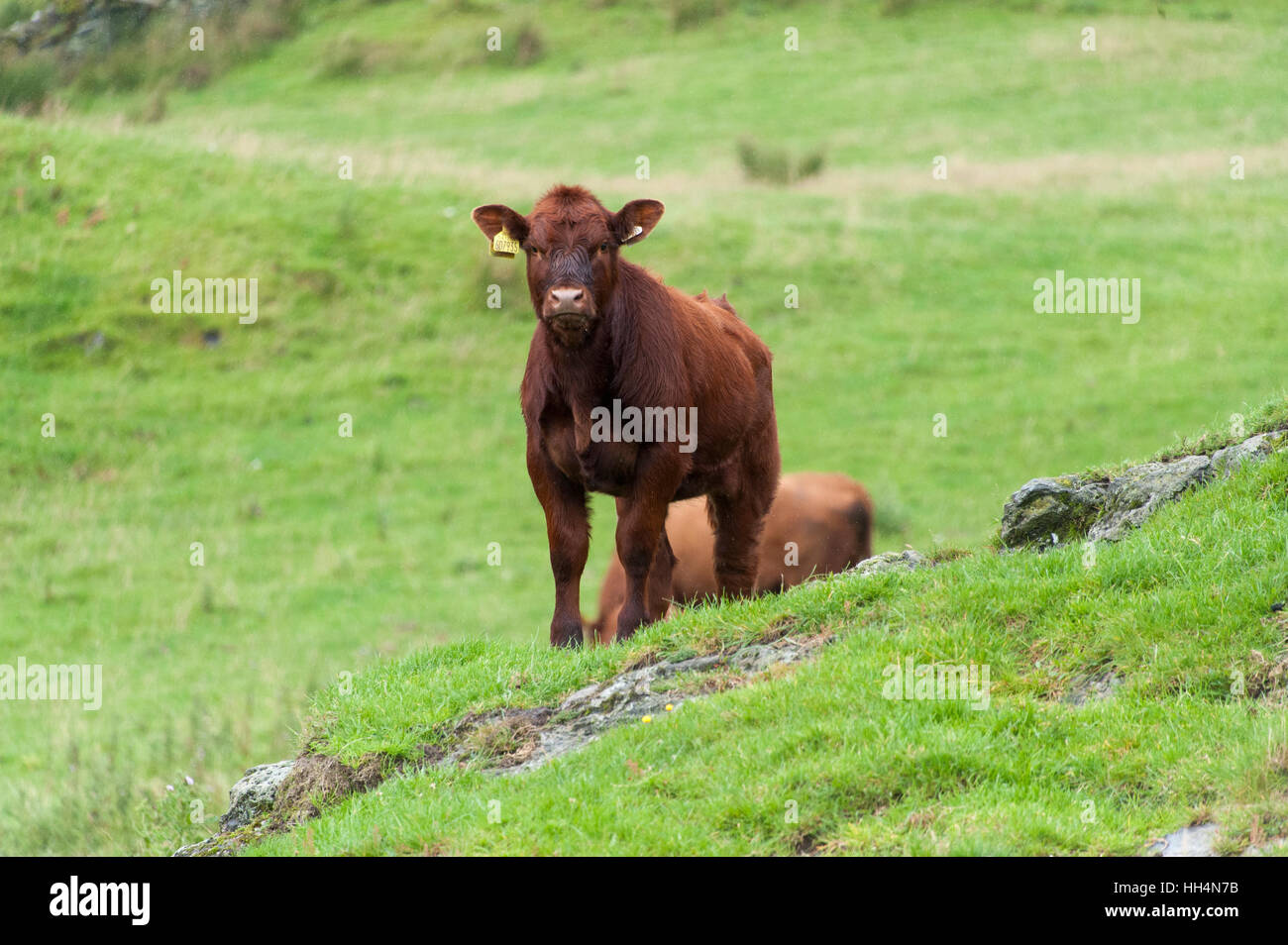 Luing cattle, a British native beef breed, on their home island of ...