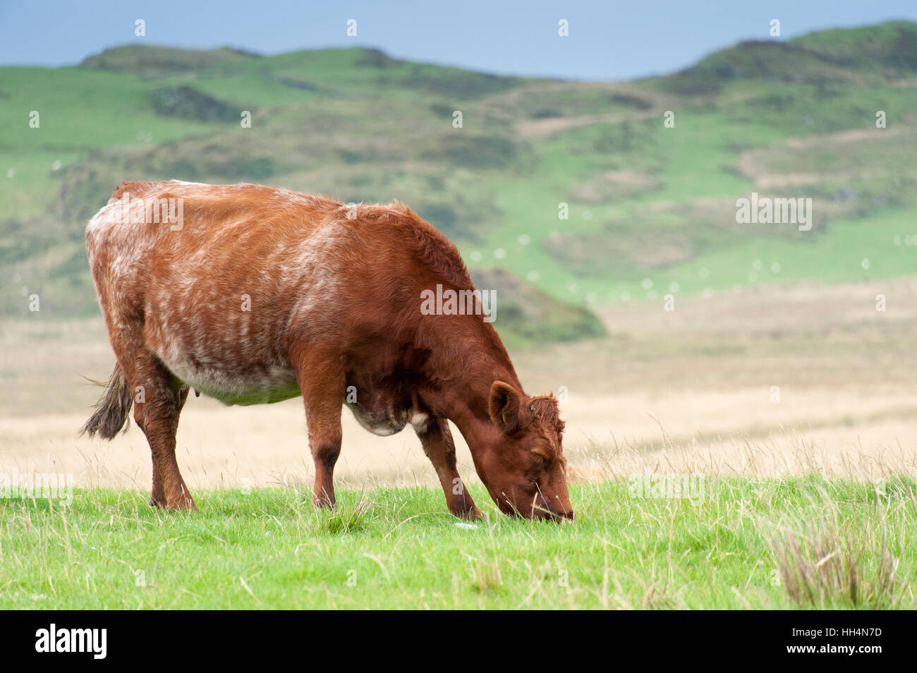Luing cattle, a British native beef breed, on their home island of ...