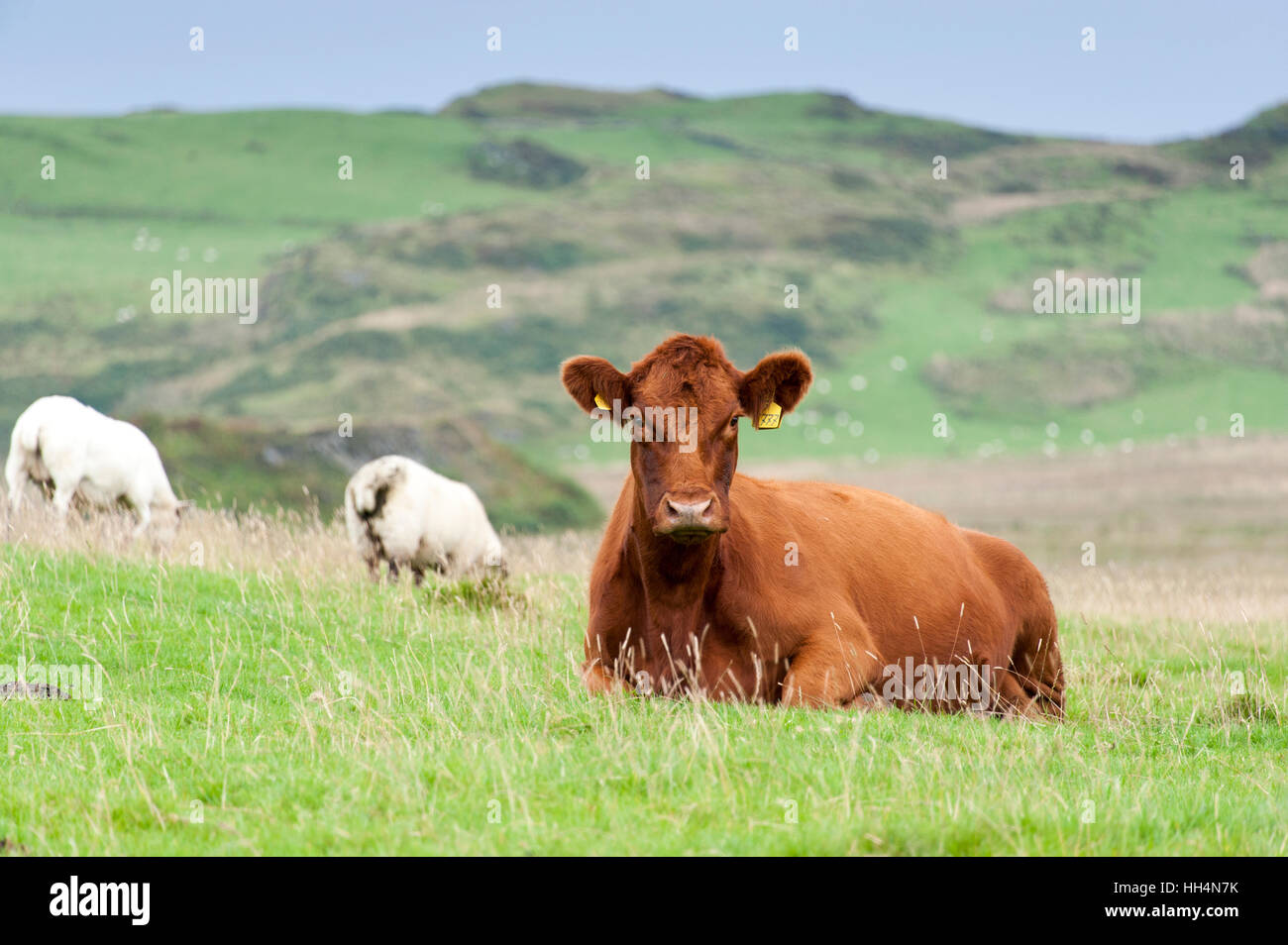 Luing cattle, a British native beef breed, on their home island of ...