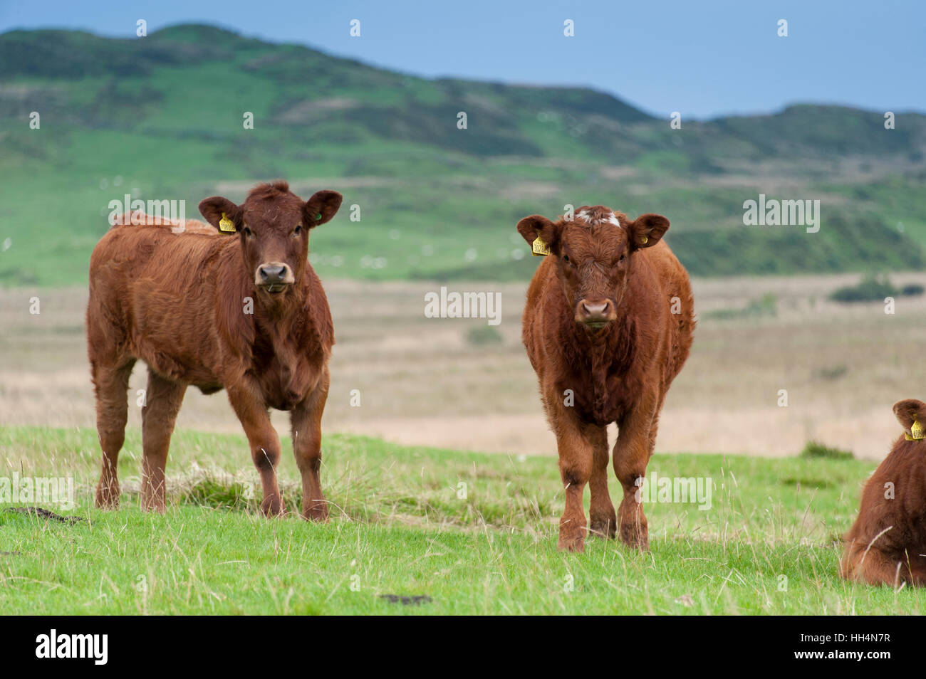 Luing cattle, a British native beef breed, on their home island of ...