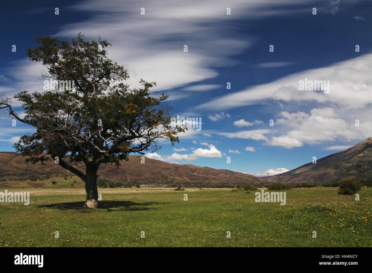 A single tree and a wide lush valley (Valle del Paine), Torres del ...