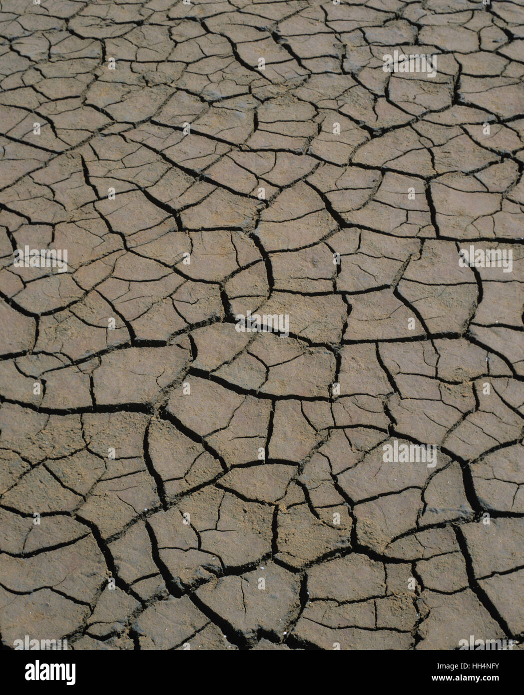 Scrawnier hi-res stock photography and images - Alamy