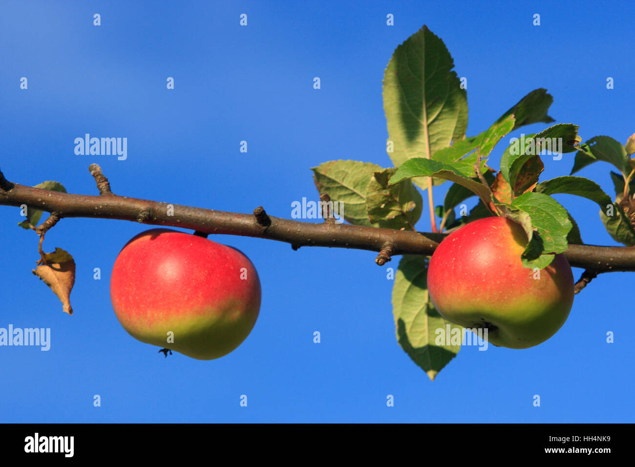 Apple tree boughs hi-res stock photography and images - Alamy