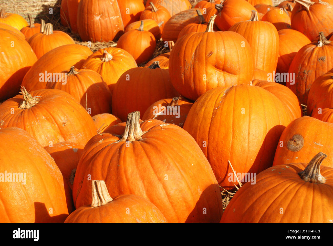 Pumpkin sale on the Filder plane Stock Photo - Alamy