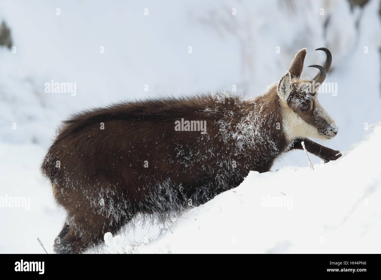 Chamois (Rupicapra rupicapra) in the winter Vosges Mountains, France ...